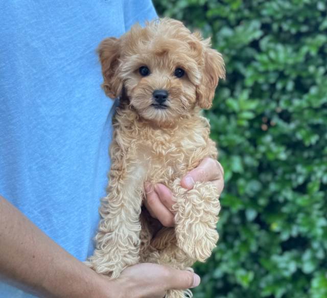 Sold, A beautiful&smart Toy Cavoodle Puppy girl - DNA test Clear | Dogs ...