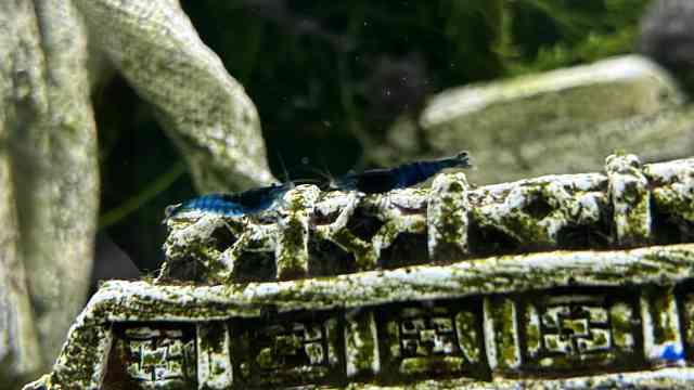 Blue Cherry Shrimp 1-2cm | Fish | Gumtree Australia Lake Macquarie Area ...