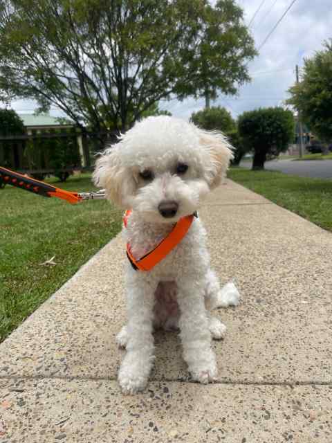 Puppies for sale looking for a good home🐶/ Price dropped | Dogs ...