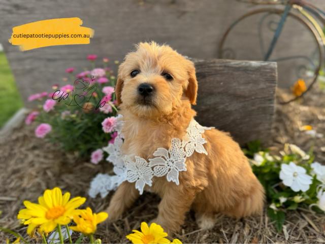 Keldoodle Mini kelpie x Mini Red Poodle | Dogs & Puppies | Gumtree ...