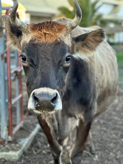 House Cow: 4.5 yr Jersey, bottle-reared and friendly, with 6 mth calf ...