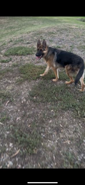 German shepherd dog | Dogs & Puppies | Gumtree Australia Banyule Area ...