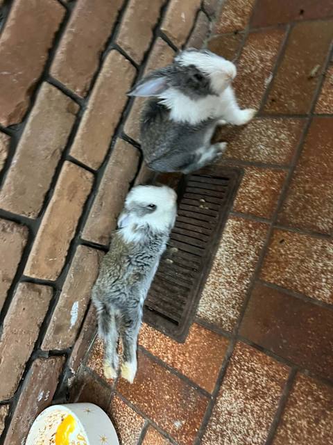 4 giant Flemish rabbit | Rabbits | Gumtree Australia Knox Area ...