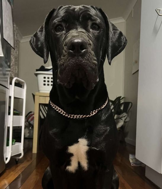 Cane Corso Puppies Ready March 7th | Dogs & Puppies | Gumtree Australia ...