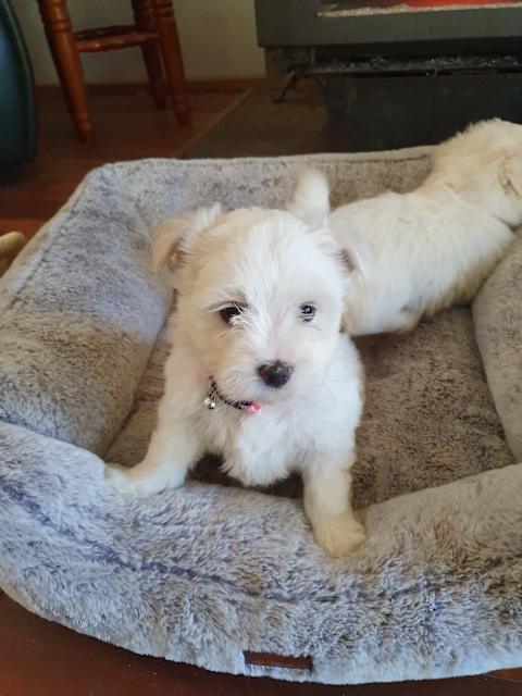 White Mini Moodle Puppies | Dogs & Puppies | Gumtree Australia Golden ...
