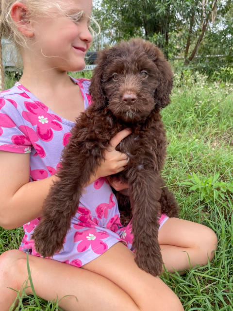 🌻 Rare Merle Groodles 🌻 LAST CHOC GIRL LEFT | Dogs & Puppies | Gumtree ...