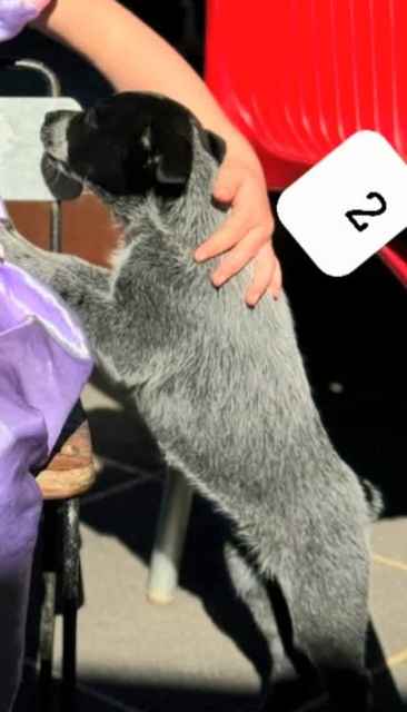 Australian Stumpy Tail Blue Cattle Dog Pups | Dogs & Puppies | Gumtree ...