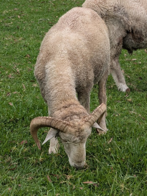 Awassi ram ready for breeding and Awassi cross ram lambs for sale ...