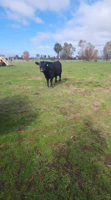 Pure angus bull yearling | Livestock | Gumtree Australia Pyrenees Area ...