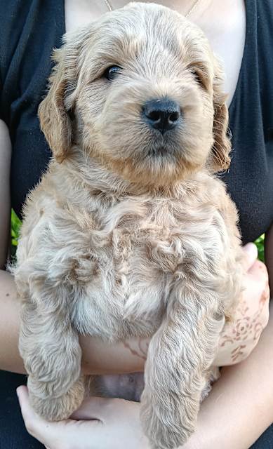 Adorable Miniature Groodle Puppies | Dogs & Puppies | Gumtree Australia ...