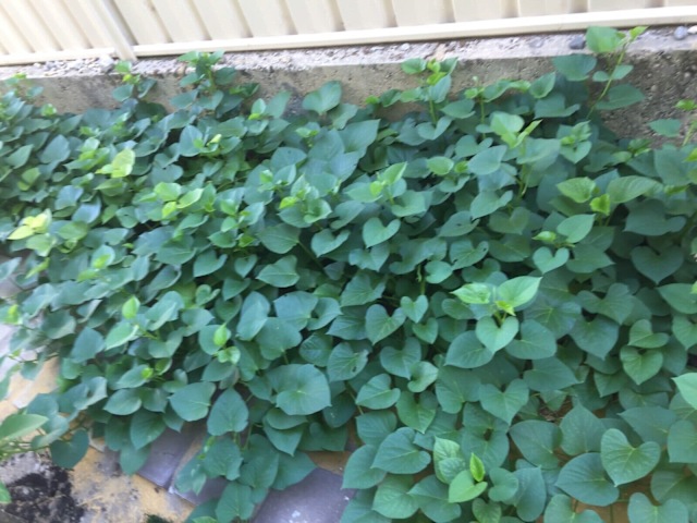 Sweet Potatoes and runners - Plants in Riverton WA | Gumtree Australia