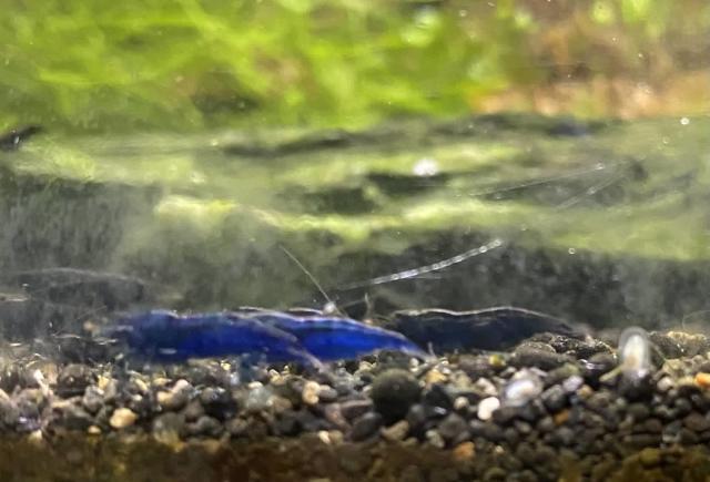 Dark Blue Cherry Shrimp | Fish | Gumtree Australia Brisbane South West ...