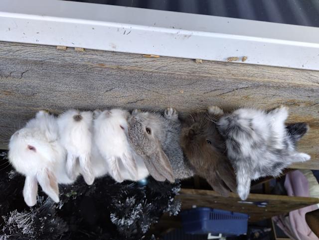 Beautiful Fluffy Ear Bunnies | Rabbits | Gumtree Australia Forbes Area ...