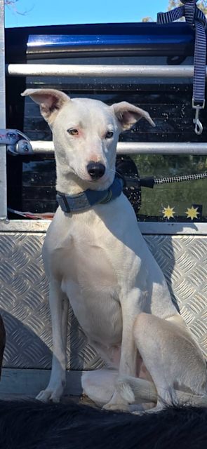 Whippet x | Dogs & Puppies | Gumtree Australia Swan Area - Swan View ...