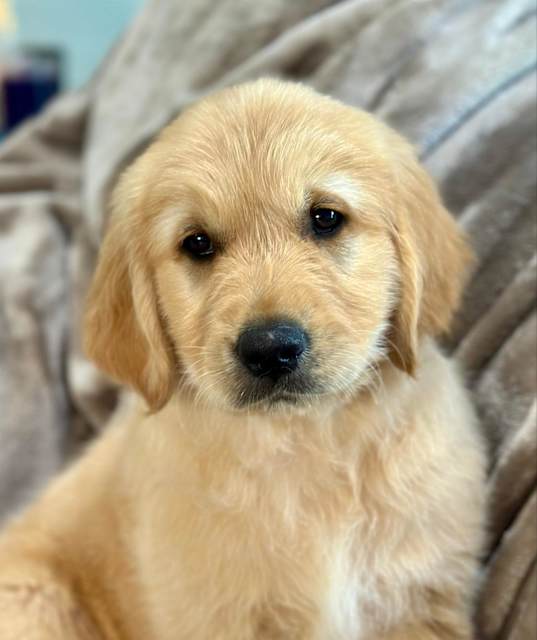 Golden Retriever Girls | Dogs & Puppies | Gumtree Australia Albany Area ...