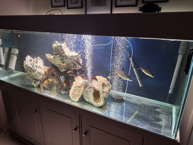 Fish Tank Setup | Fish | Gumtree Australia Swan Area - Ellenbrook ...