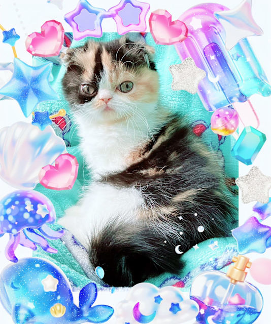 Scottish Fold x Exotic one female kitten available 💘 | Cats & Kittens ...