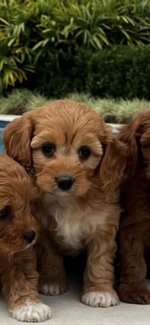Cavoodle toy DNA clear first generation | Dogs & Puppies | Gumtree ...