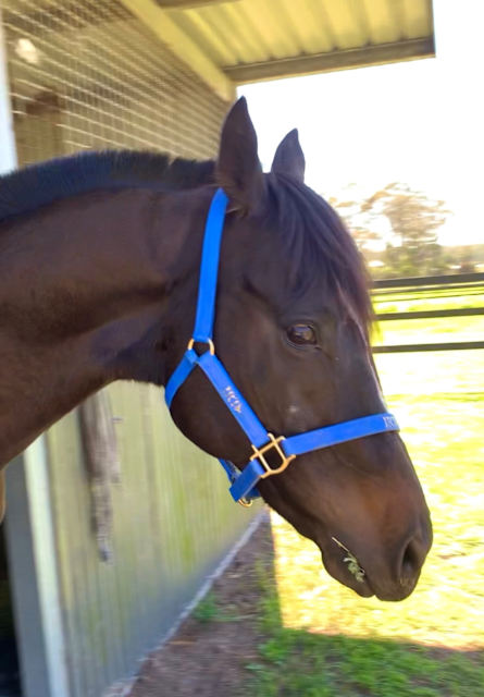 Pretty Black Gelding - Best of homes only | Horses & Ponies | Gumtree ...