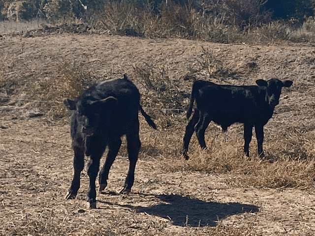 Angus Cross Steer Calves $450 each ono | Livestock | Gumtree Australia ...