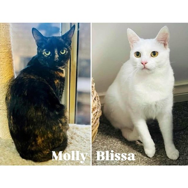 11025/52 : Molly & Blissa - CATS for ADOPTION - Vet Work Included ...
