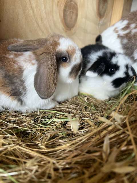 💜💙 Mini Lop Rabbits 🐰 💜💙 | Rabbits | Gumtree Australia Warrnambool City ...