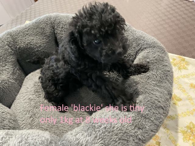 Toy Poodle for sale pure bred very cute! | Dogs & Puppies | Gumtree ...
