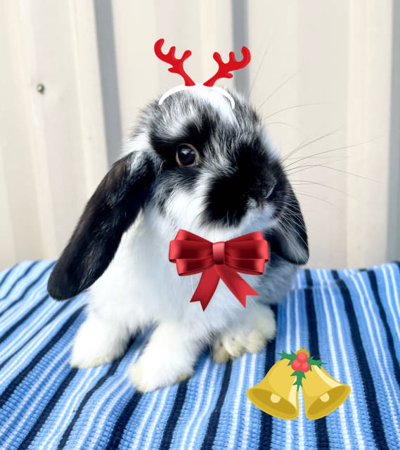 🎄🌲Pure Breed Mini Lop Rabbits $35 each or TWO for $60🎄🌲 | Rabbits ...