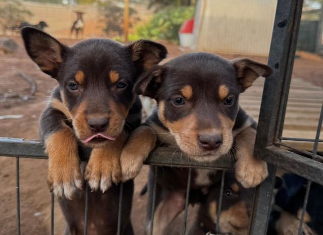 Purebred Kelpie puppies, beautiful family dogs from working lines ...