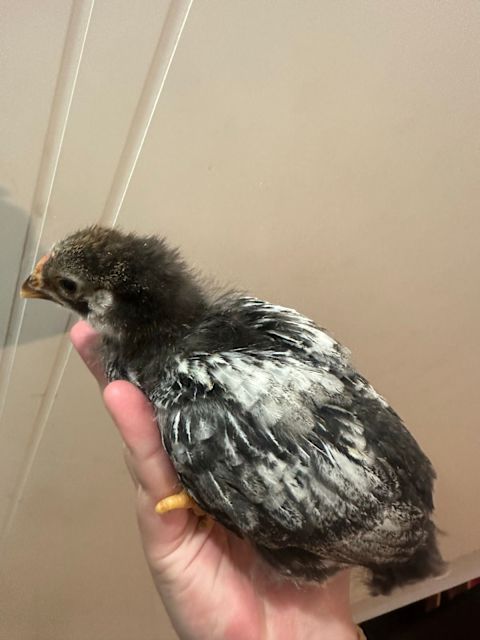 5 week old chickens | Livestock | Gumtree Australia Swan Area ...