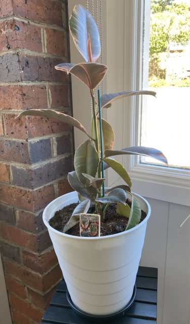 Gorgeous Ruby leaves, have 2 ruby plants - Plants in Riverside TAS ...