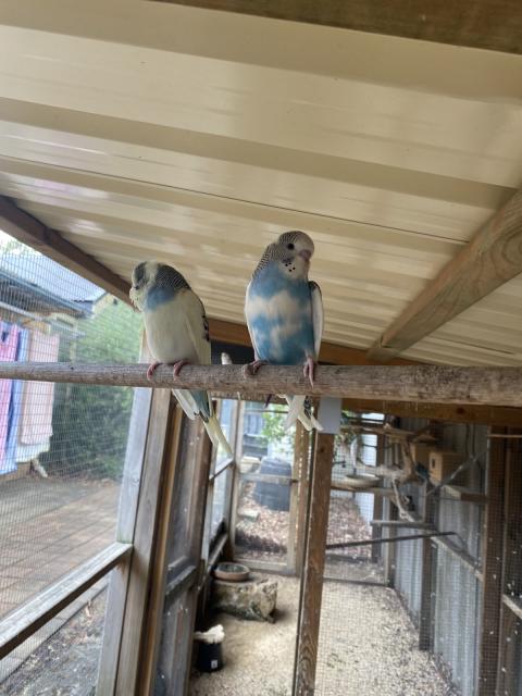 Colourful Baby budgies | Birds | Gumtree Australia Mandurah Area ...