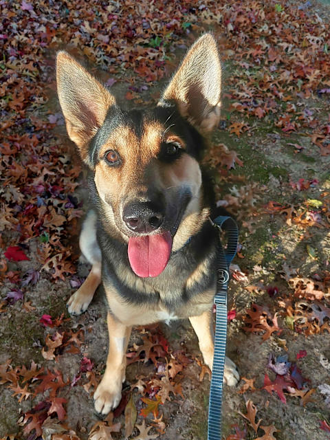 Dog Labrador x Swiss Shepherd rehome | Dogs & Puppies | Gumtree ...