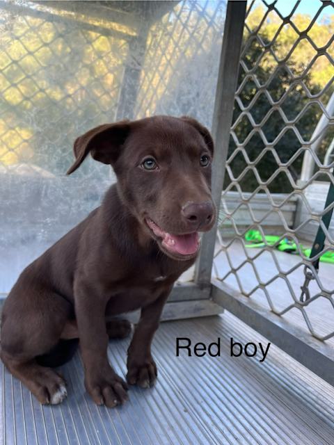 Pure kelpie red boy! Ready for his new home!! | Dogs & Puppies ...