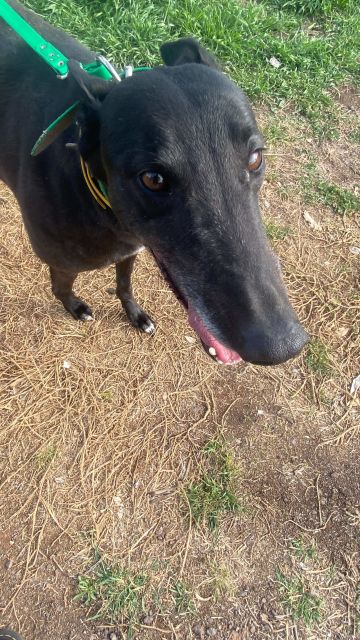 Free giveaway greyhound Maya | Dogs & Puppies | Gumtree Australia ...