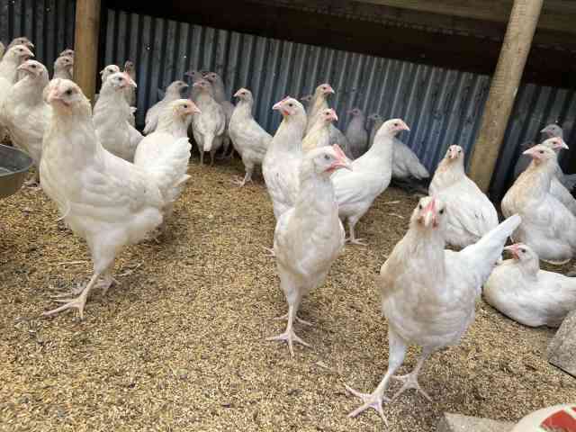 Leghorn white pullets / hens/ chickens/ Australorp / Isa brown ...