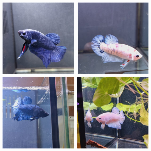 Male HMPK Bettas - Adelaide Bred | Fish | Gumtree Australia Morphett ...