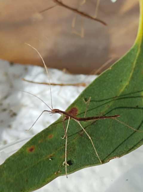 NEW BORN STICK INSECTS FOR SALE! | Other Pets | Gumtree Australia Ryde ...