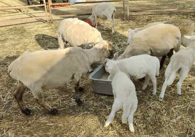 4 Ewes with ewe lambs at foot | Livestock | Gumtree Australia Ipswich ...