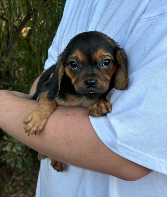 Pug x Cocker Spaniel Puppies | Dogs & Puppies | Gumtree Australia ...