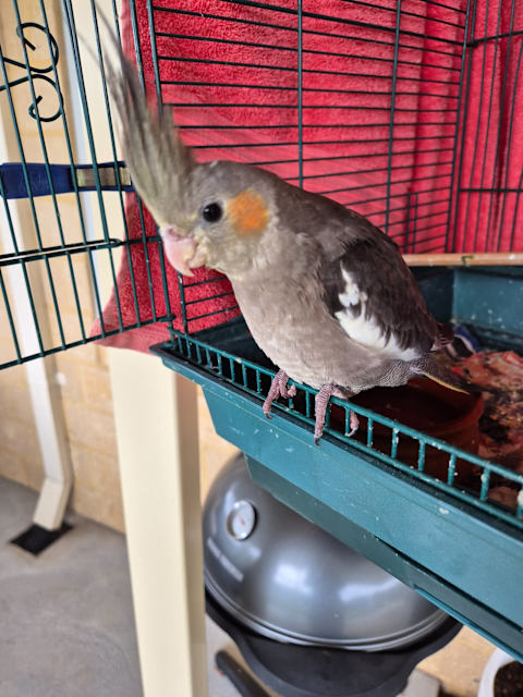 Werios hand raised | Birds | Gumtree Australia Rockingham Area ...