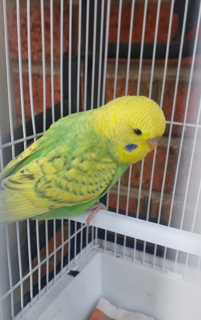 6 weeks old English Baby budgies & 4 months old female budgies | Birds ...