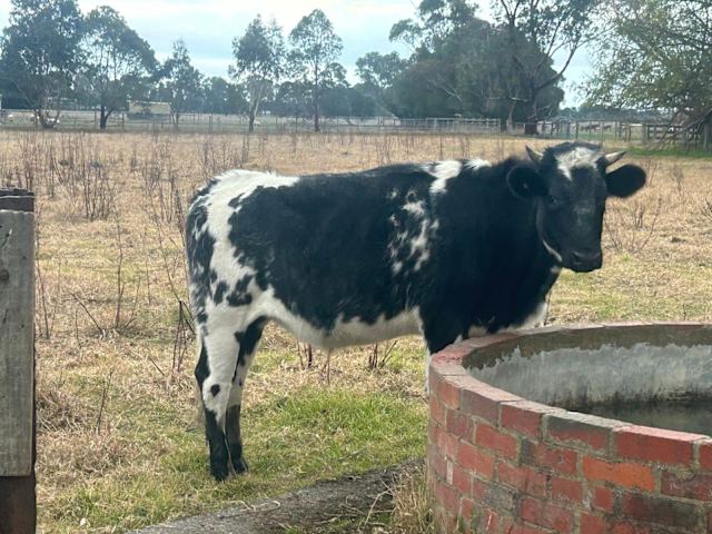Beef x calfs/cows | Livestock | Gumtree Australia Cardinia Area - Koo ...