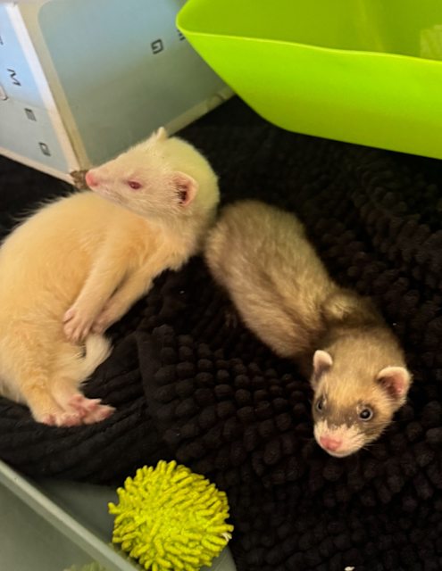 Ferrets free | Other Pets | Gumtree Australia Nowra-Bomaderry - Nowra ...