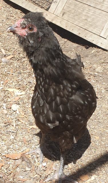 Silkie/ Araucana / Speckled Sussex /Belgium Duccles BOYS | Birds ...