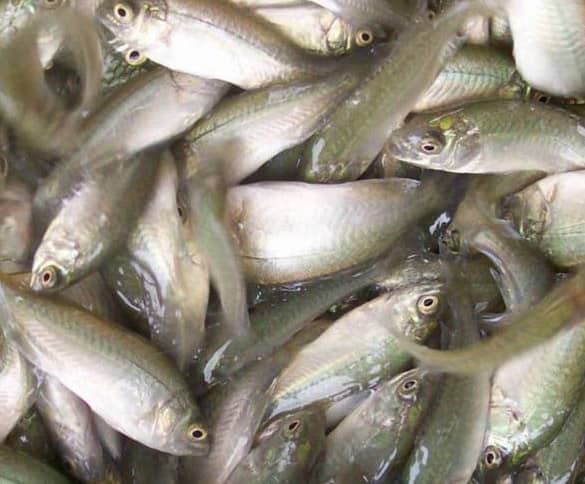 Jade Perch Fingerlings | Fish | Gumtree Australia Bundaberg Surrounds ...