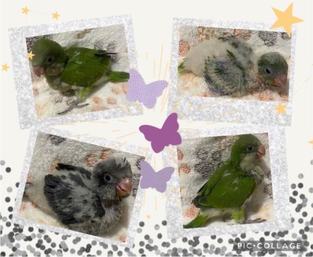 Quaker babies hand-raised and tame | Birds | Gumtree Australia Pine ...