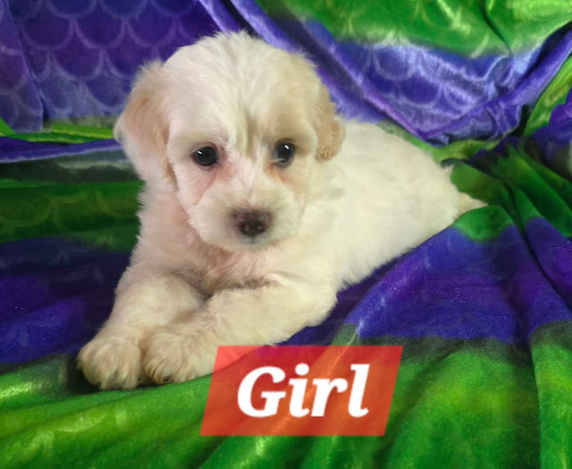 Tiny Paws, Big Hearts – Puppies Ready for their new home | Dogs ...