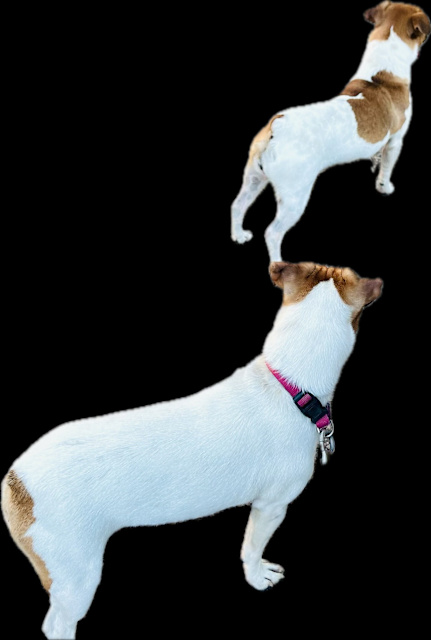 Stumpy tail Jack Russell pups | Dogs & Puppies | Gumtree Australia ...