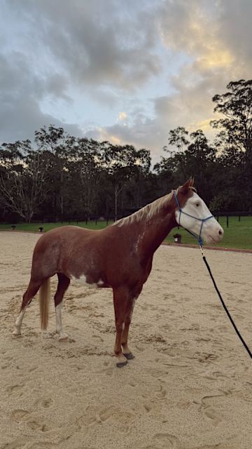 Registered Paint/Pinto Mare | Horses & Ponies | Gumtree Australia Caboolture Area - Elimbah ...